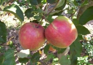 6 Best Apple Tree Varieties to Grow in Kentucky