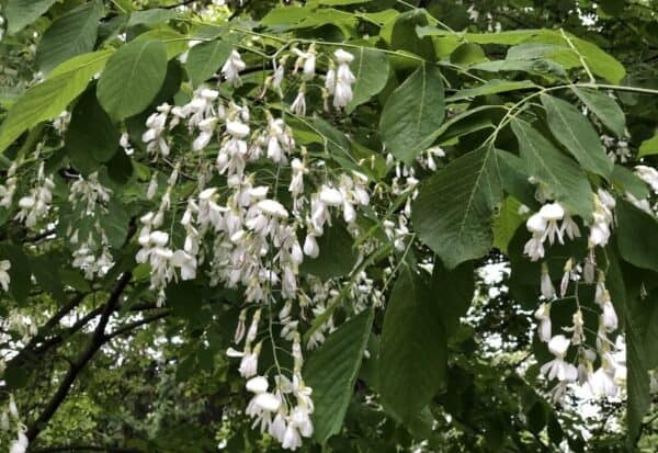 18 Stunning Flowering Trees That Grow in Kentucky