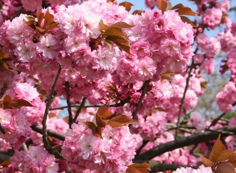 6 Cherry Trees To Grow in Kansas (Edible & Ornamental)