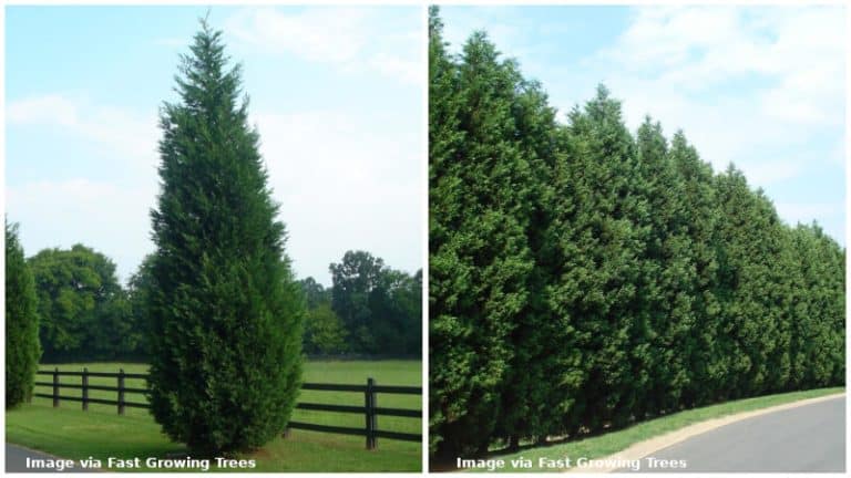 14 Evergreen Trees to Grow in Kentucky (Small and Large)