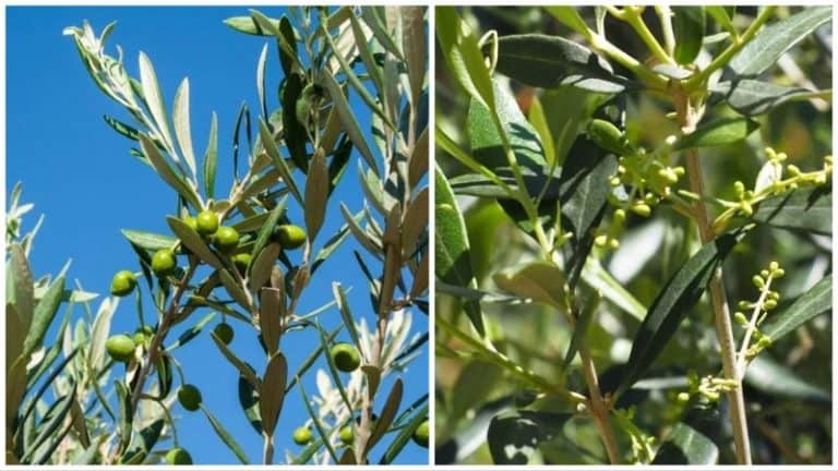 16 USDA Zone 9 Fruit Trees to Grow for Bountiful Harvests!