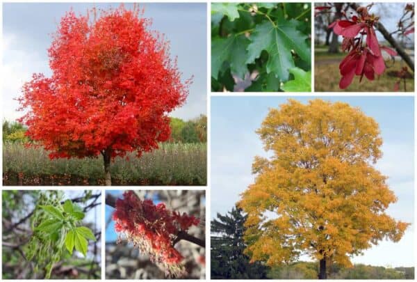 12 Flowering Trees in Kansas (White, Yellow, Purple & Pink)