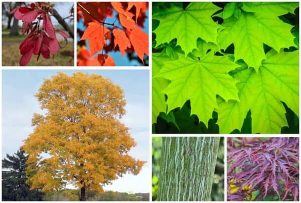 12 Fast-Growing Trees for Kentucky (Including Shade Trees)