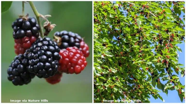 7 Types of Fruit Trees That Will Thrive in Kansas