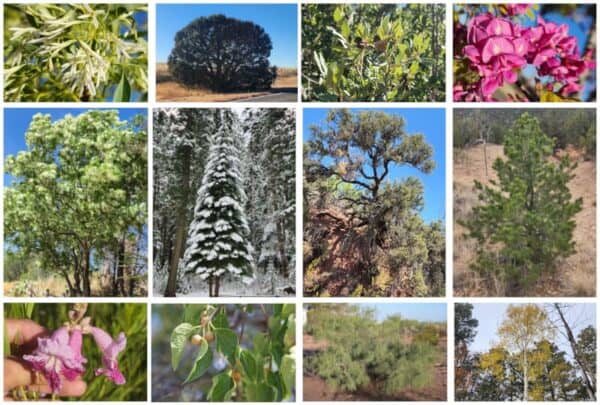 20 Common Types of Washington State Native Trees