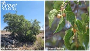 12 Drought-Tolerant Trees for Your New Mexico Xeriscape