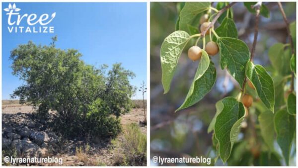 20 Native Trees of New Mexico (With Identifying Features)
