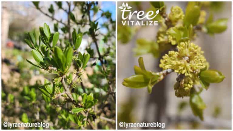 12 Drought-Tolerant Trees for Your New Mexico Xeriscape