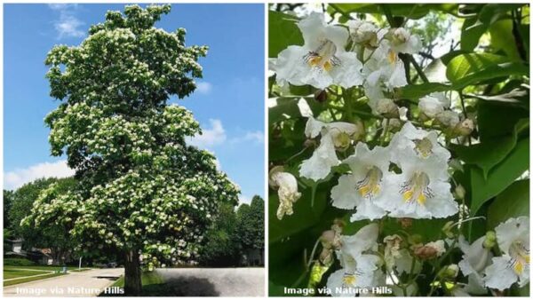 35 Common & Native Trees in Kentucky