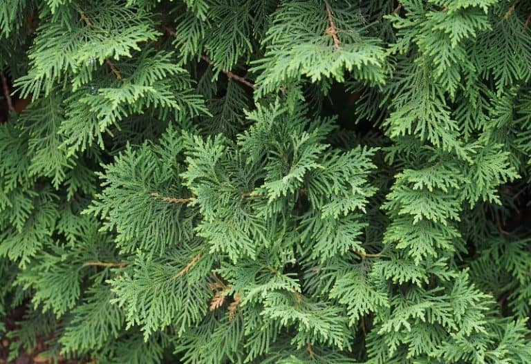 14 Evergreen Trees to Grow in Kentucky (Small and Large)