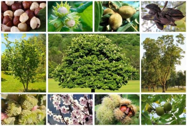 6 Edible & Native Nut Trees That Grow in Virginia