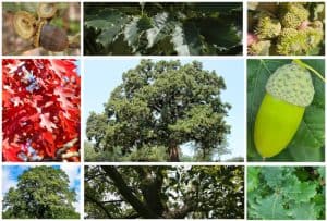 25 Common and Native Trees in Kansas