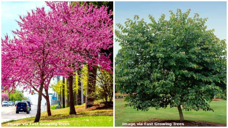 12 Flowering Trees in Kansas (White, Yellow, Purple & Pink)