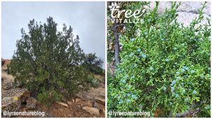 20 Native Trees of New Mexico (With Identifying Features)