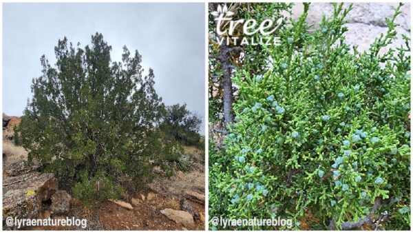 20 Native Trees of New Mexico (With Identifying Features)