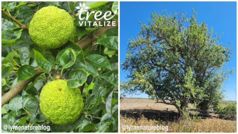25 Common and Native Trees in Kansas