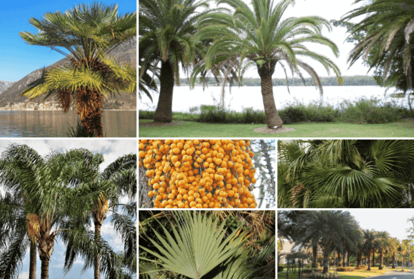 16 USDA Zone 9 Fruit Trees to Grow for Bountiful Harvests!