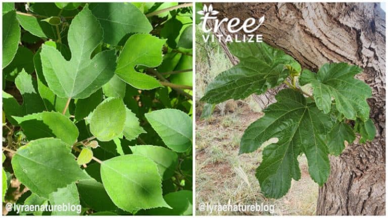 25 Common and Native Trees in Kansas