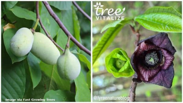 11 Best Fruit Trees for Bountiful Harvests in Kentucky