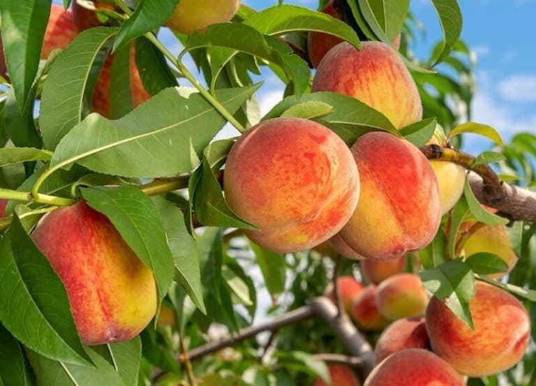 7 Types of Fruit Trees That Will Thrive in Kansas
