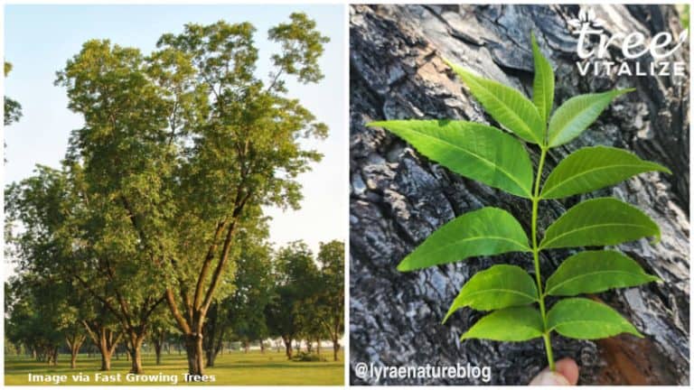 9 Productive Nut Trees for Kentucky Gardeners