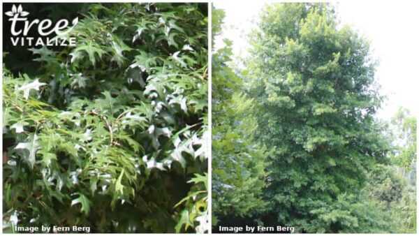 35 Common & Native Trees in Kentucky