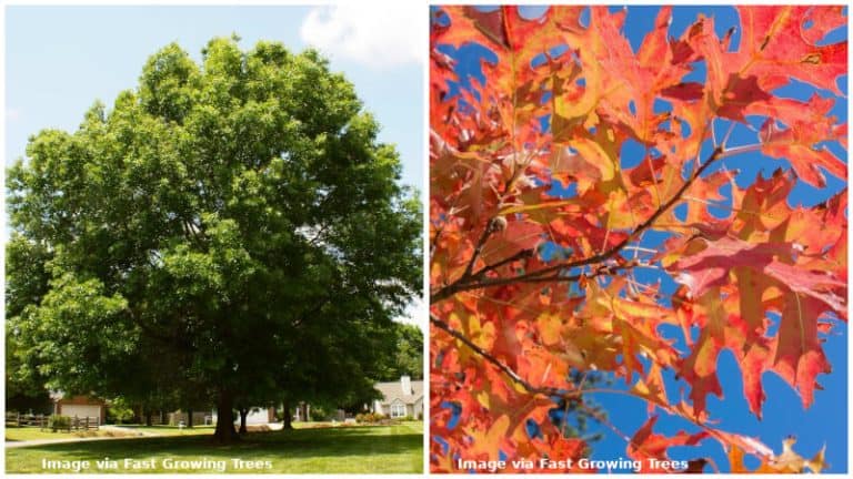 12 Fast Growing Shade Trees for Kansas