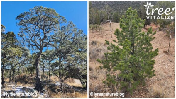 20 Native Trees of New Mexico (With Identifying Features)