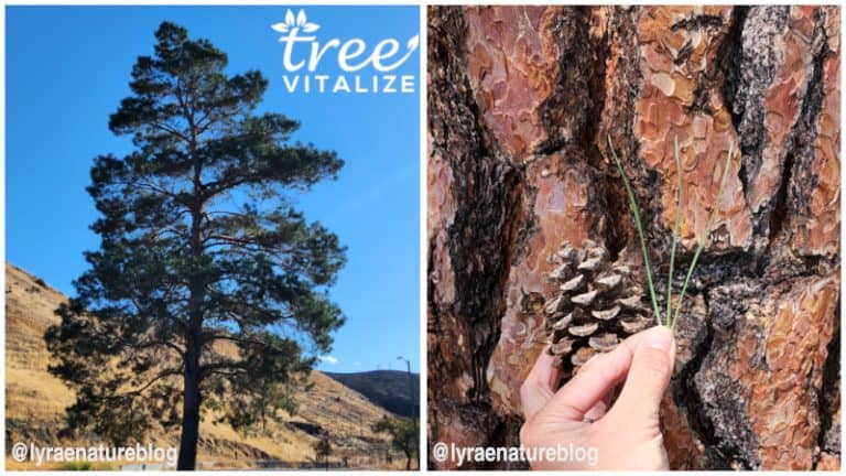 20 Native Trees of New Mexico (With Identifying Features)