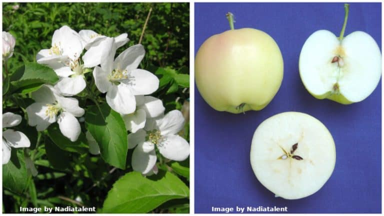 6 Best Apple Tree Varieties to Grow in Kentucky
