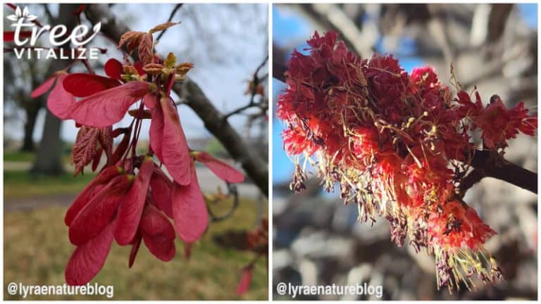 35 Common & Native Trees in Kentucky