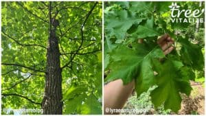 35 Common & Native Trees in Kentucky