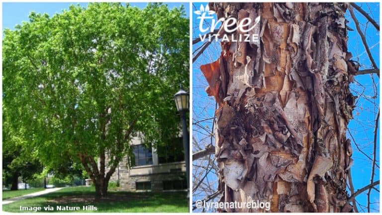 25 Common and Native Trees in Kansas