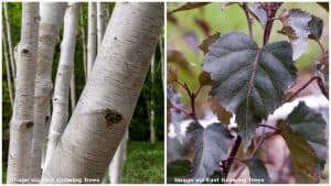 6 Birch Trees You Can Grow or Admire in Kentucky
