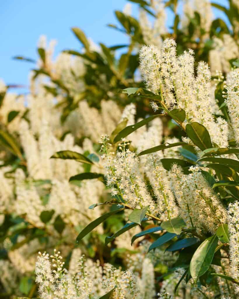 Best Fast Growing Trees & Shrubs For Creating a Privacy Hedge