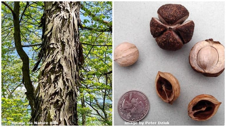 9 Productive Nut Trees for Kentucky Gardeners