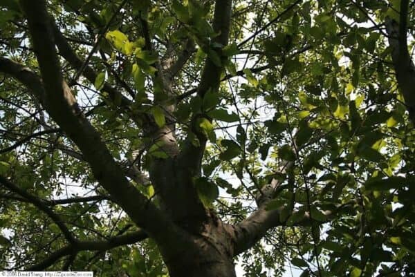 35 Common & Native Trees in Kentucky