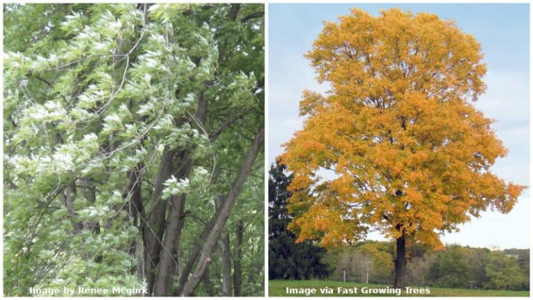 35 Common & Native Trees in Kentucky