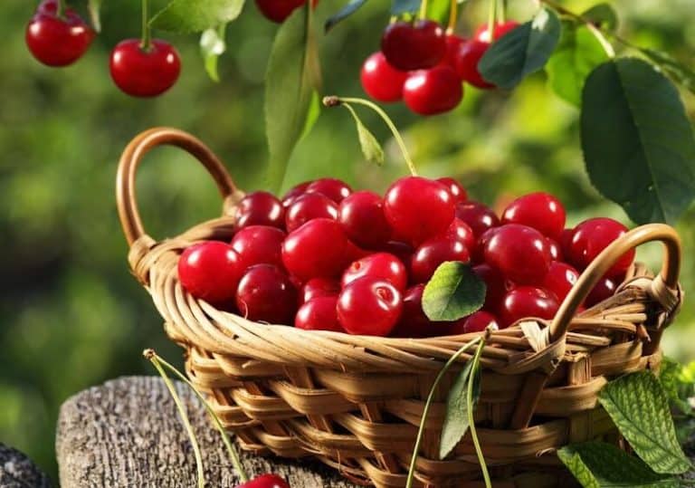 6 Types of Cherry Trees That Grow in Missouri