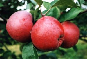 6 Best Apple Tree Varieties to Grow in Kentucky