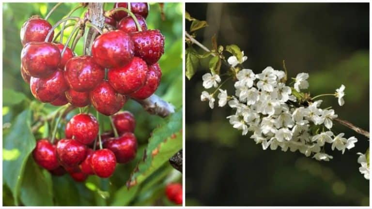 6 Cherry Trees To Grow in Kansas (Edible & Ornamental)