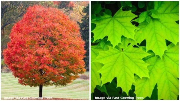25 Common and Native Trees in Kansas