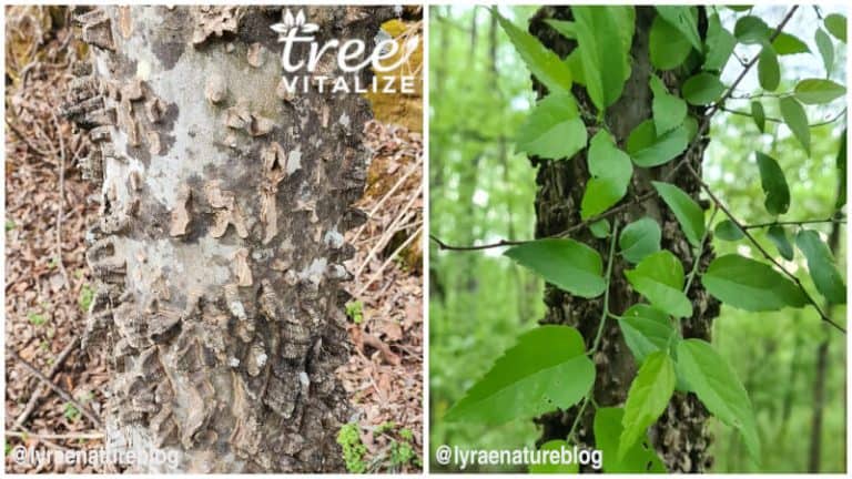 25 Common and Native Trees in Kansas