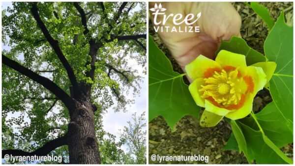 35 Common & Native Trees in Kentucky