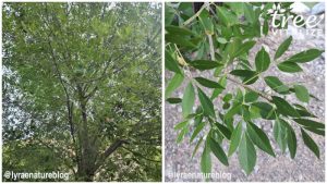 20 Native Trees of New Mexico (With Identifying Features)