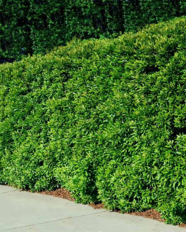 10 Evergreen Privacy Trees You Can Grow in USDA Zone 9