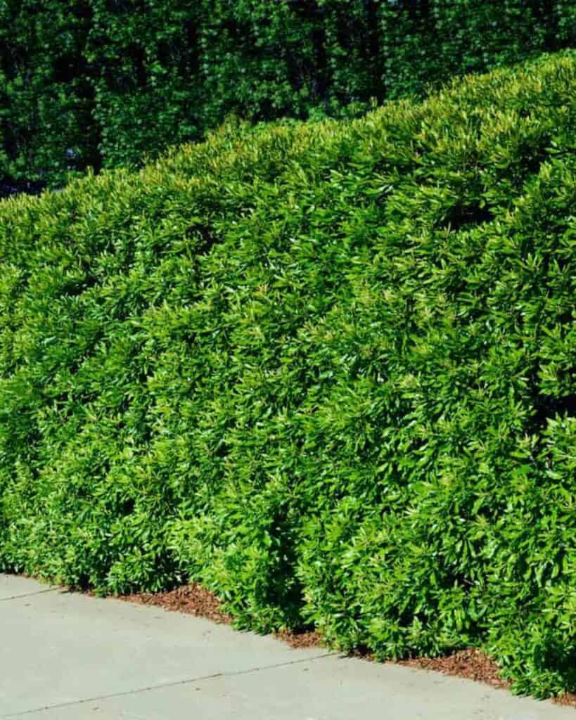 Best Fast Growing Trees & Shrubs For Creating a Privacy Hedge