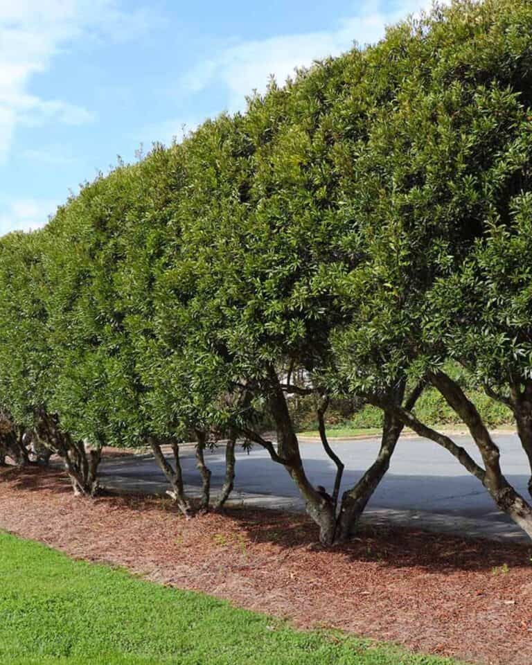 Upgrade Your Poolside Privacy in 2025 with These Top Hedging Trees and ...