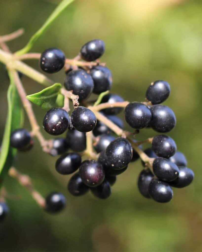 10 Evergreen Privacy Trees You Can Grow In Usda Zone 9