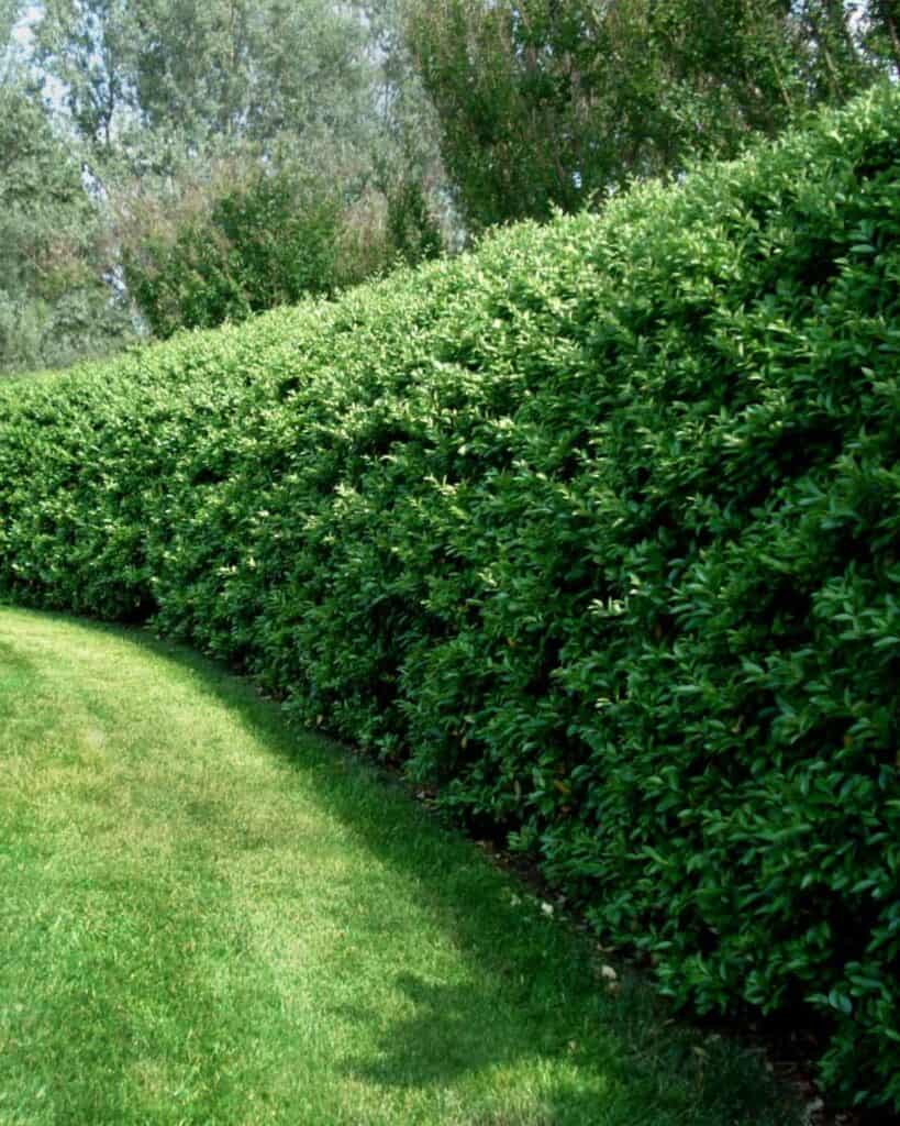 Achieve Garden Privacy with the Best Hedges for Zone 8 (Formal and ...